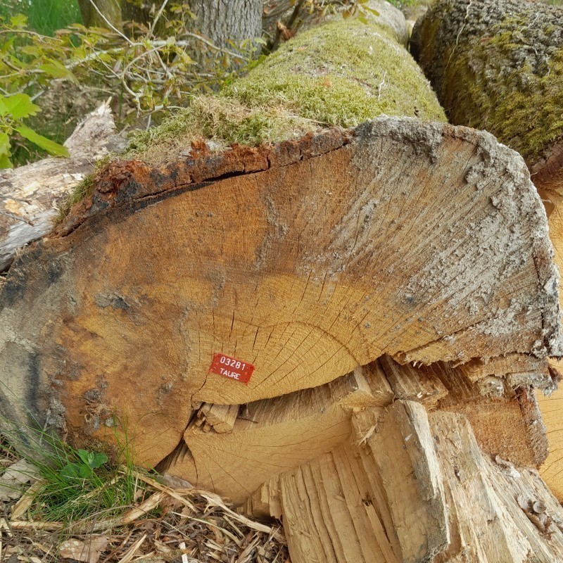 Les singularités du chêne – Chapitre 1 - Actualité forestière - Taurë