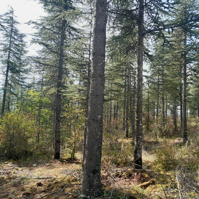 Cèdre de l'Atlas et autres résineux réputés intéressants dans le ...