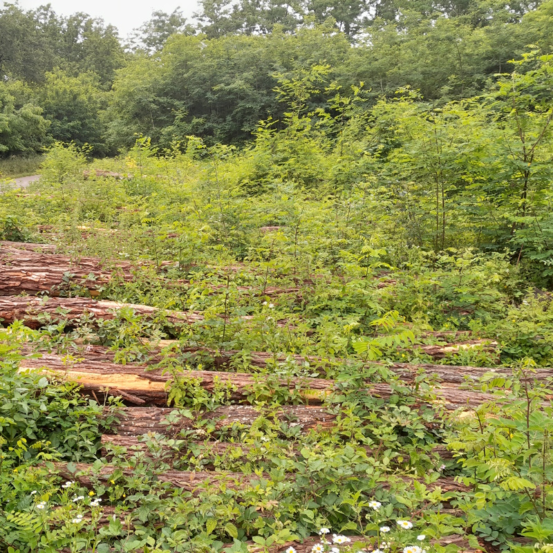 Les coupes rases en Morvan, à qui profite le crime ? - Actualité ...