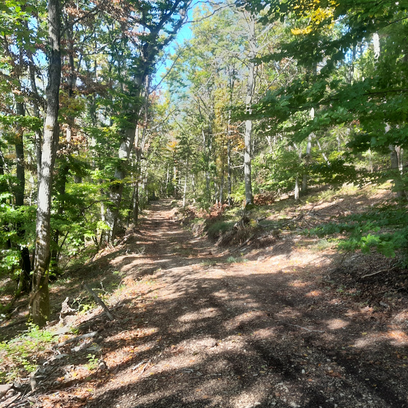 Le Plan Simple de Gestion, l’outil technique de la forêt pour son ...