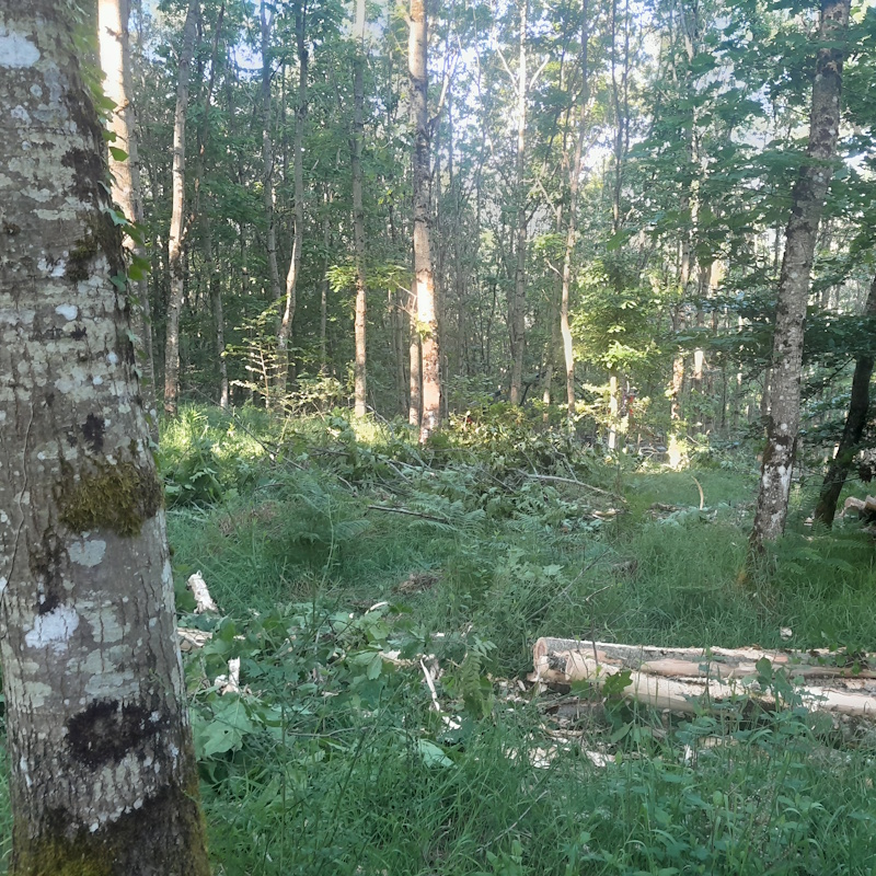 La futaie régulière - Actualité forestière - Taurë