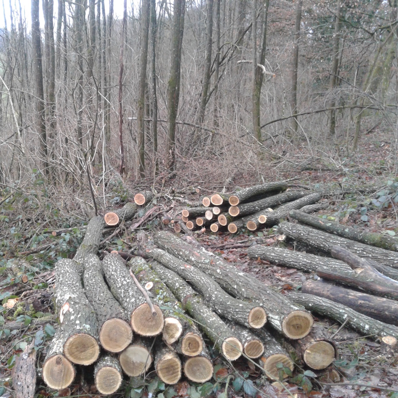 Quel est le prix d’un hectare de taillis ? - Actualité forestière - Taurë