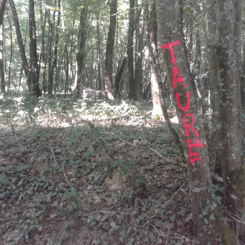 Quel est le prix d’un hectare de taillis ? - Actualité forestière - Taurë