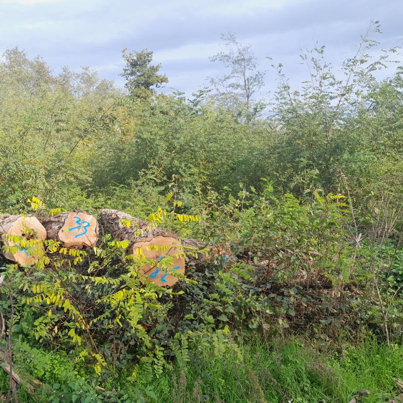 Les coupes rases en Morvan, à qui profite le crime ? - Actualité ...