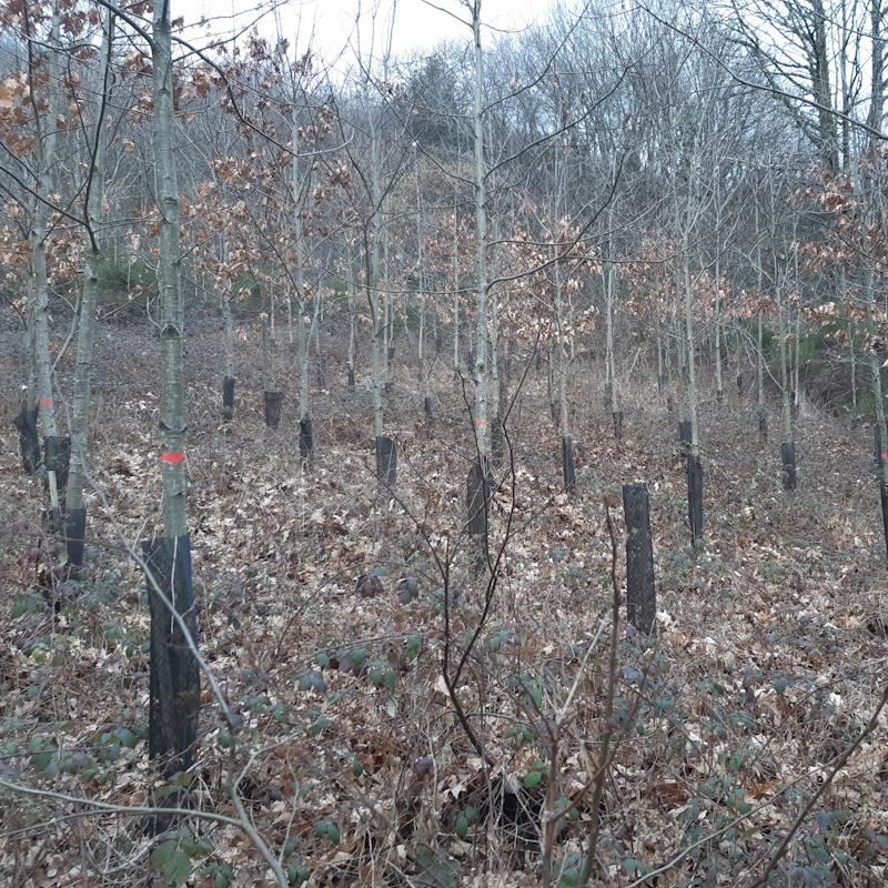 La futaie régulière - Actualité forestière - Taurë